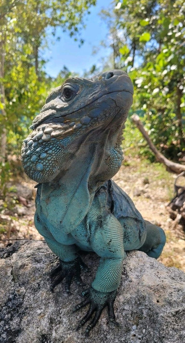 Blue Iguana Conservation Programme - National Trust for the Cayman Islands