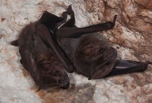 Bat Conservation Programme - National Trust for the Cayman Islands
