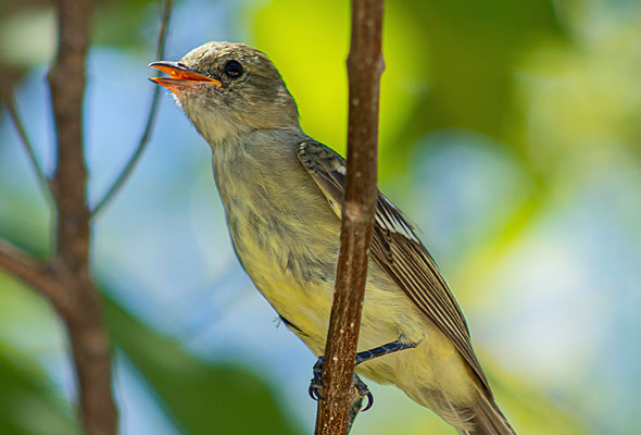 Governor Michael Gore Bird Sanctuary - National Trust for the Cayman ...