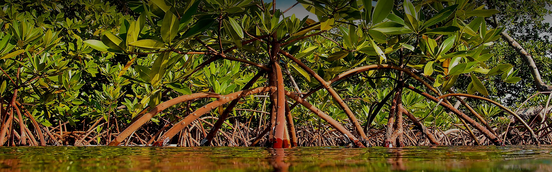 Environmental - National Trust for the Cayman Islands