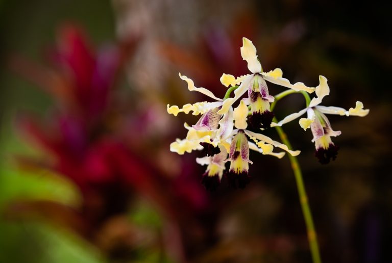 Know Your Islands: National Tree is the Silver Thatch - National Trust ...