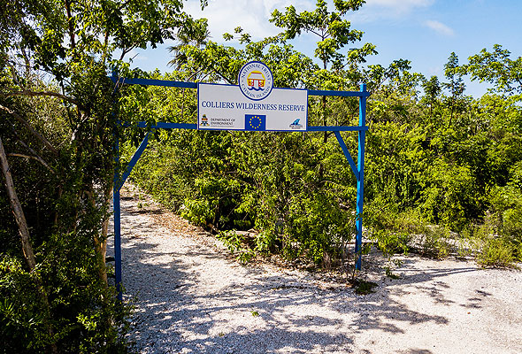 International Forests Day: Celebrating Forests of Grand Cayman ...