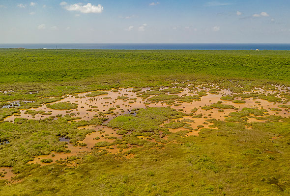 International Forests Day: Celebrating Forests of Grand Cayman ...