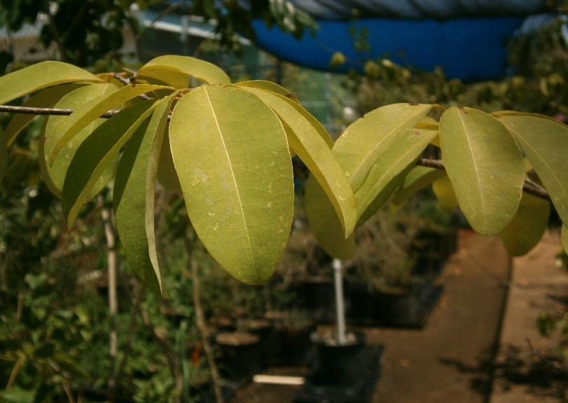 Celebrate Nature At Home – Plant a Native Tree - National Trust for the ...