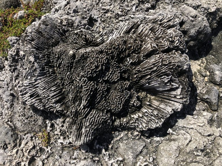 A View From Our Mountains - Cayman's Geologic History - National Trust ...