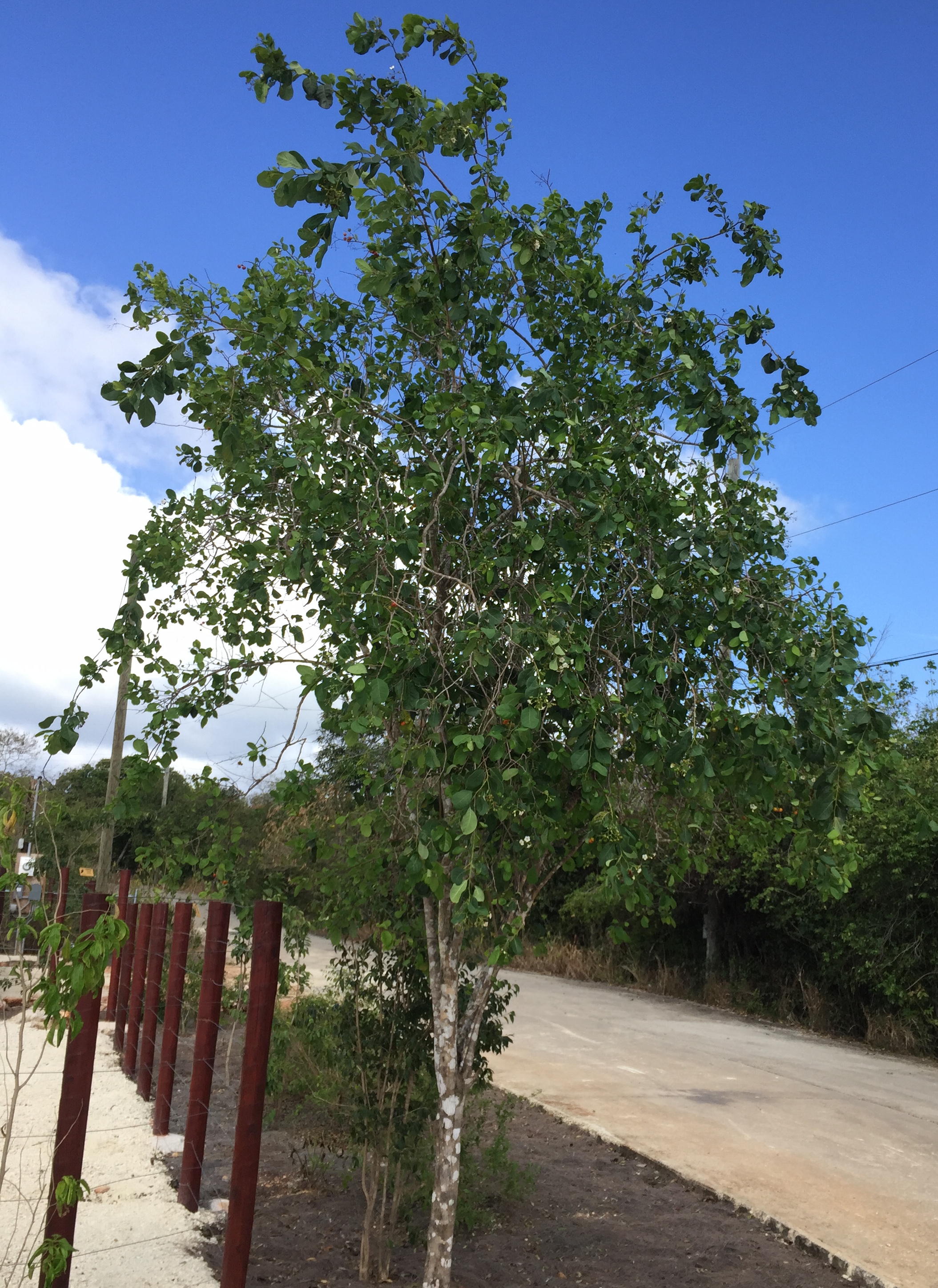 Arbor Day Plant Reveal - National Trust for the Cayman Islands
