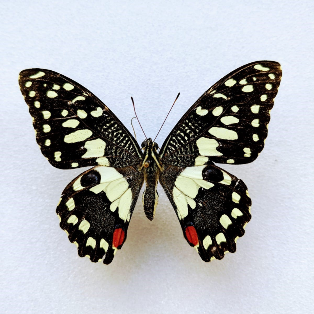 Learn More About Our Insect Collection - National Trust for the Cayman ...