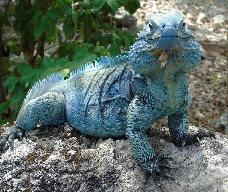 Conservation - National Trust for the Cayman Islands