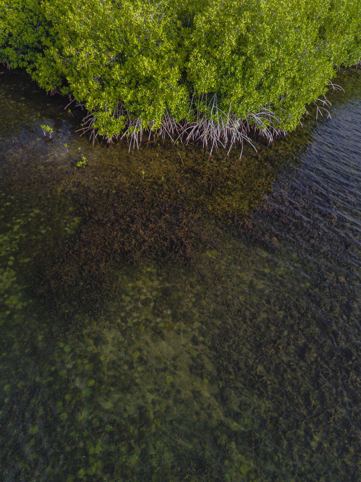 Central Mangrove Wetland - National Trust for the Cayman Islands