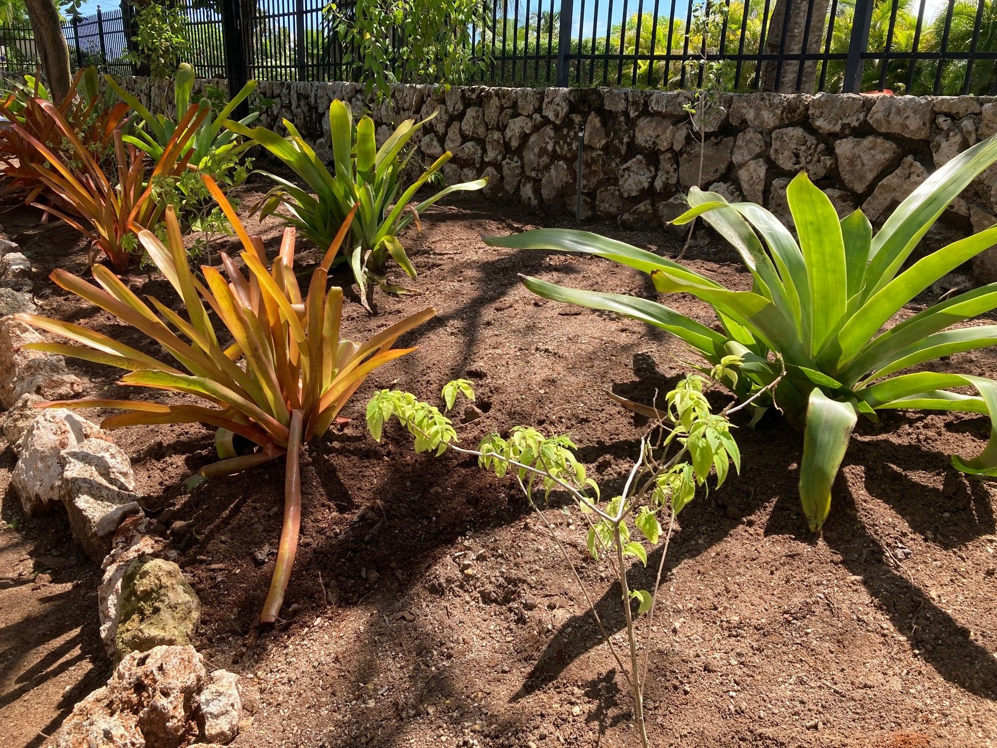 Plant a Tree for the Jubilee - National Trust for the Cayman Islands