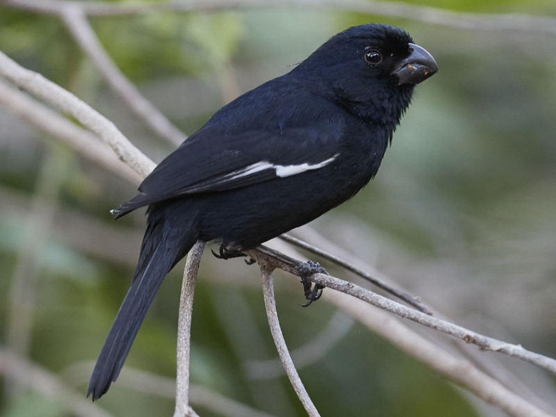 Press Release: The Grand Cayman Bullfinch: local bird now awarded full ...
