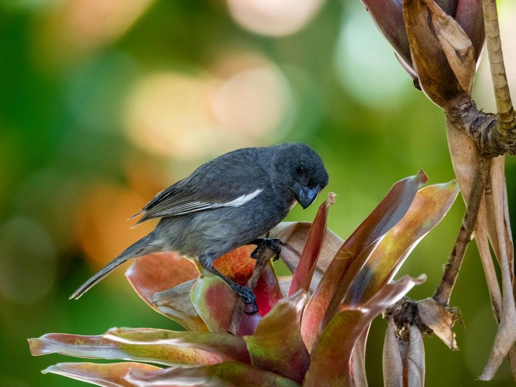 Press Release: The Grand Cayman Bullfinch: local bird now awarded full ...