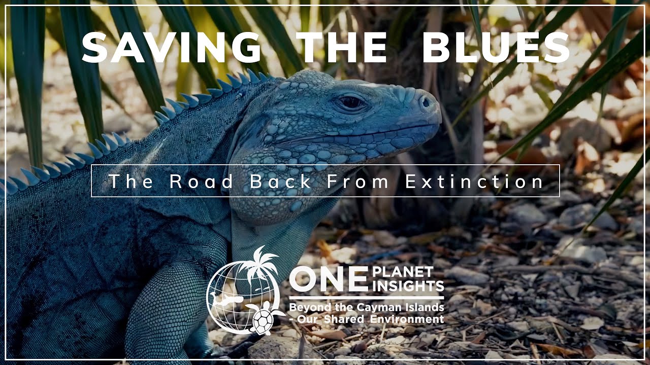 Free Screening: Saving the Blues - National Trust for the Cayman Islands