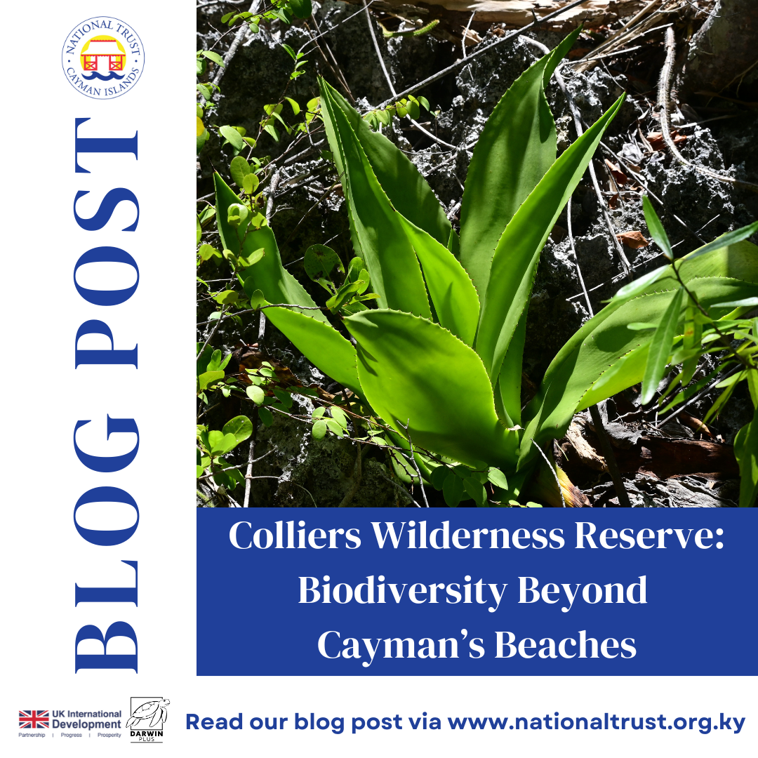 Colliers Wilderness Reserve: Biodiversity Beyond Cayman’s Beaches ...