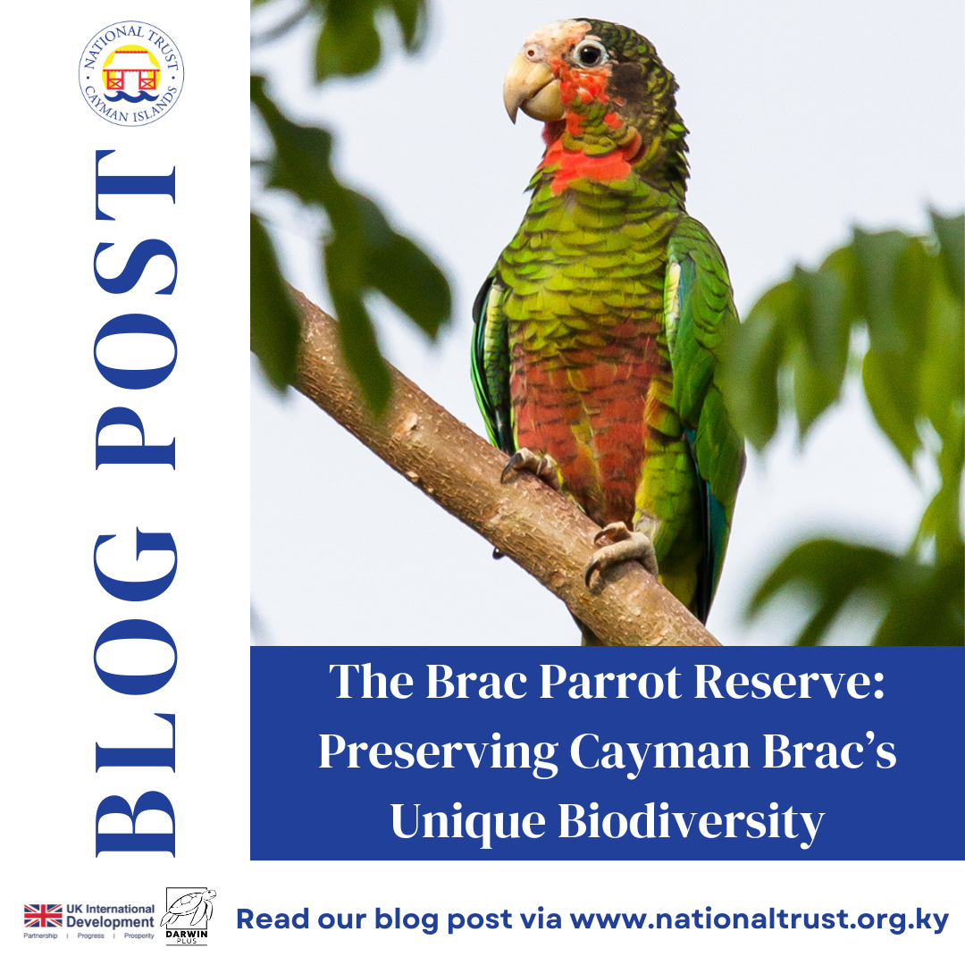 The Brac Parrot Reserve: Preserving Cayman Brac’s Unique Biodiversity ...