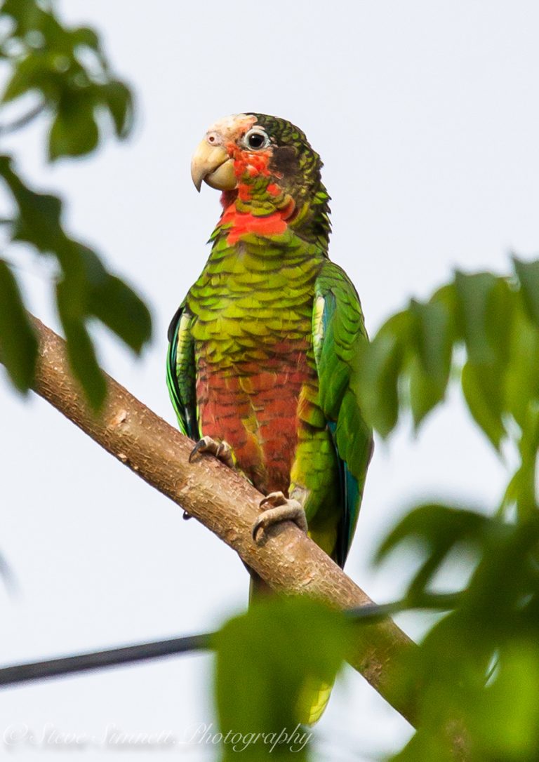 The Brac Parrot Reserve: Preserving Cayman Brac’s Unique Biodiversity ...