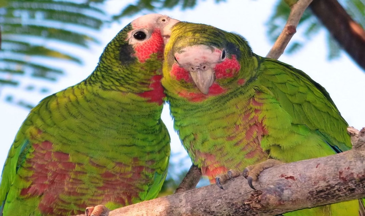 Go Wild for the Love of Nature! Unique Valentine's Gift Ideas ...